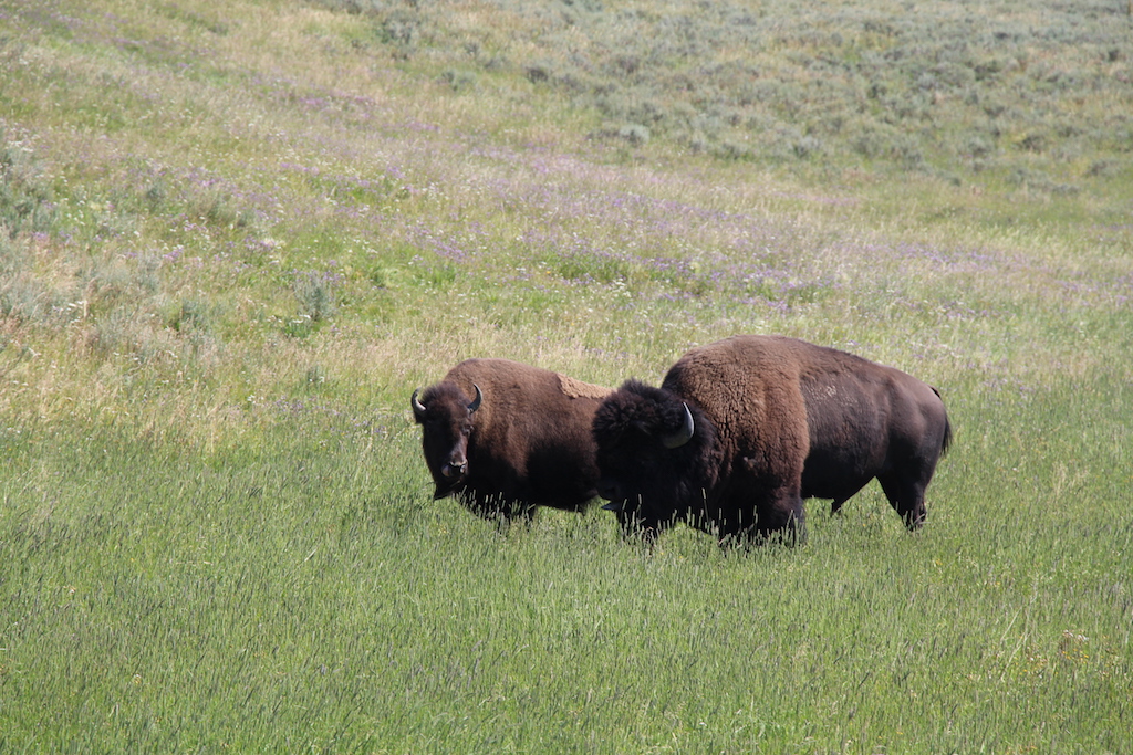 Yellowstone National Park, Wyoming – Adventures of the 4 JLs