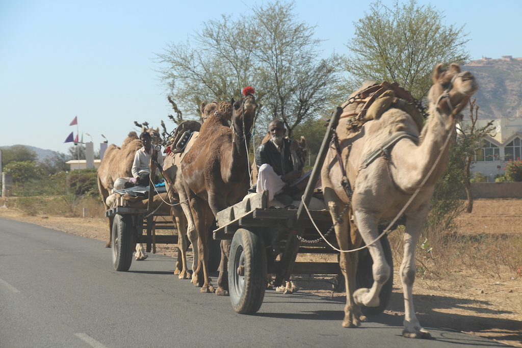 India Day 2: Mandawa – Adventures of the 4 JLs