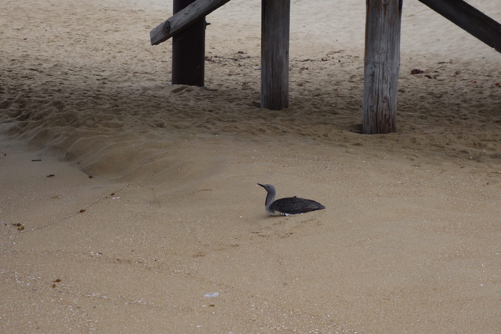 Spring Break at Newport Beach, California (Part 1) – Adventures of the ...