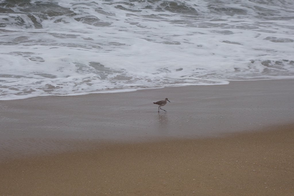 Spring Break at Newport Beach, California (Part 1) – Adventures of the ...