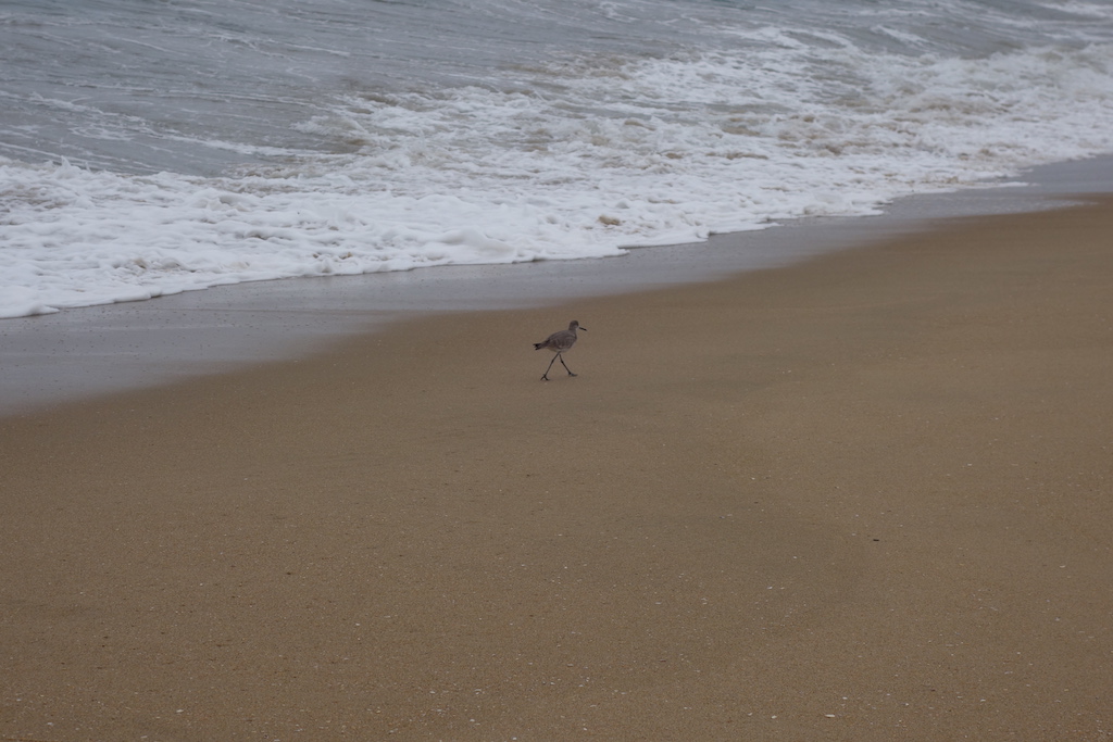 Spring Break at Newport Beach, California (Part 1) – Adventures of the ...