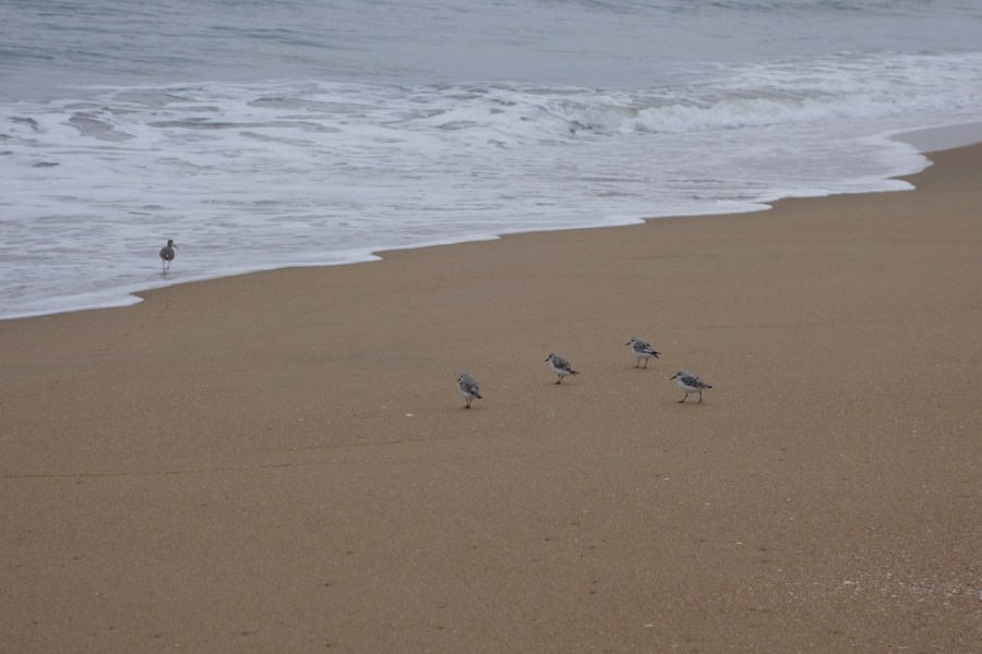 Spring Break at Newport Beach, California (Part 1) – Adventures of the ...