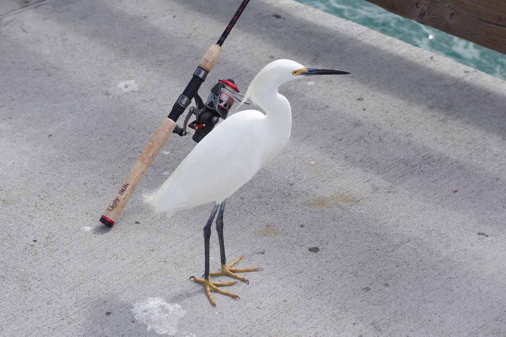 Spring Break at Newport Beach, California (Part 2) – Adventures of the ...