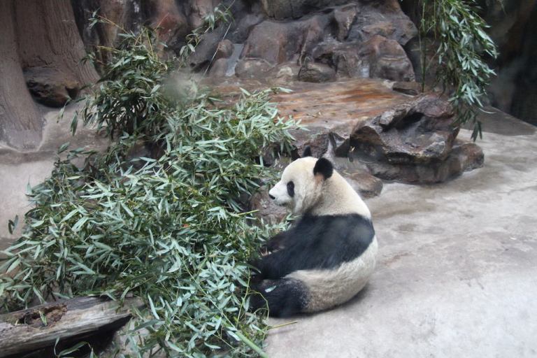 Beijing, China: Day 5 – Pandas/Zoo – Adventures of the 4 JLs