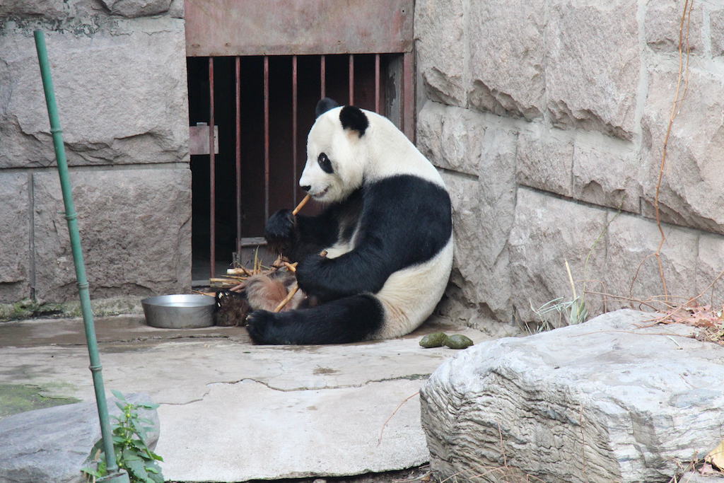 Beijing, China: Day 5 – Pandas/Zoo – Adventures of the 4 JLs