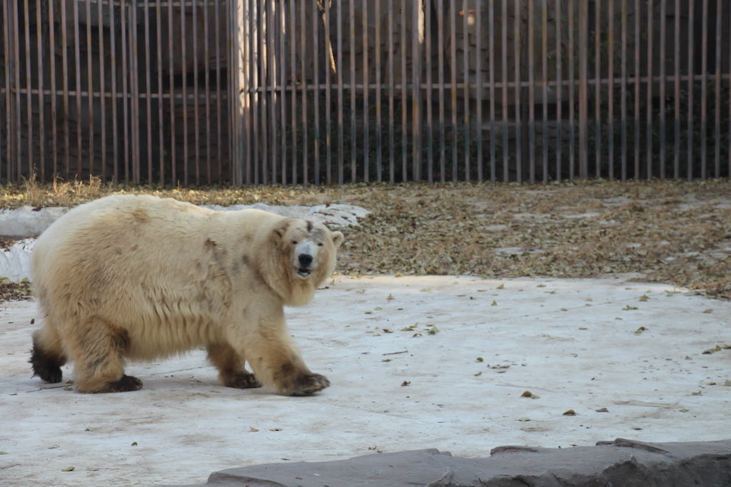 Beijing, China: Day 5 – Pandas/Zoo – Adventures of the 4 JLs