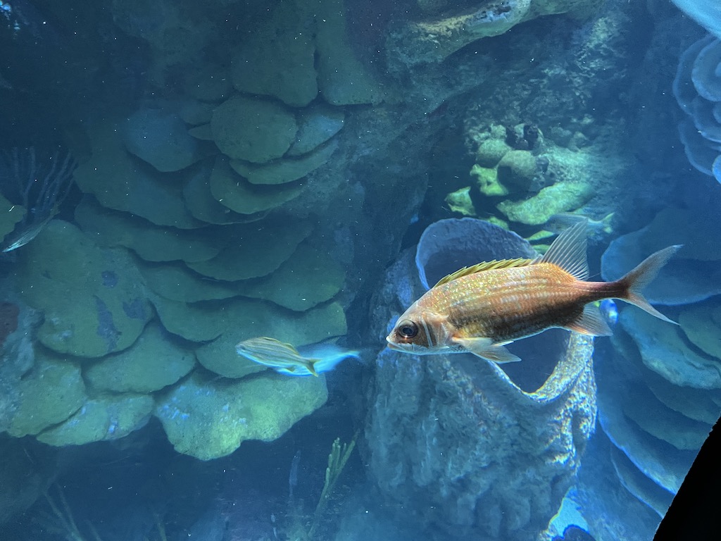 New England Aquarium: Boston, Massachusetts – Adventures of the 4 JLs
