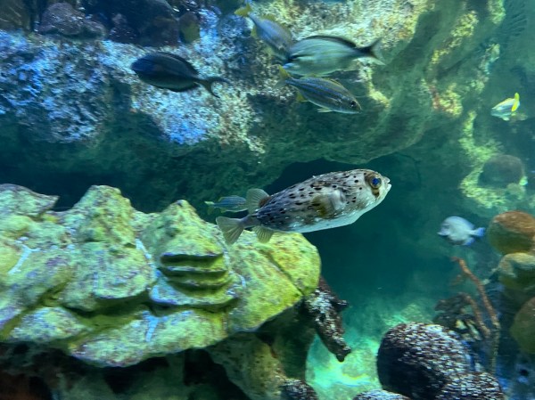 New England Aquarium: Boston, Massachusetts – Adventures of the 4 JLs