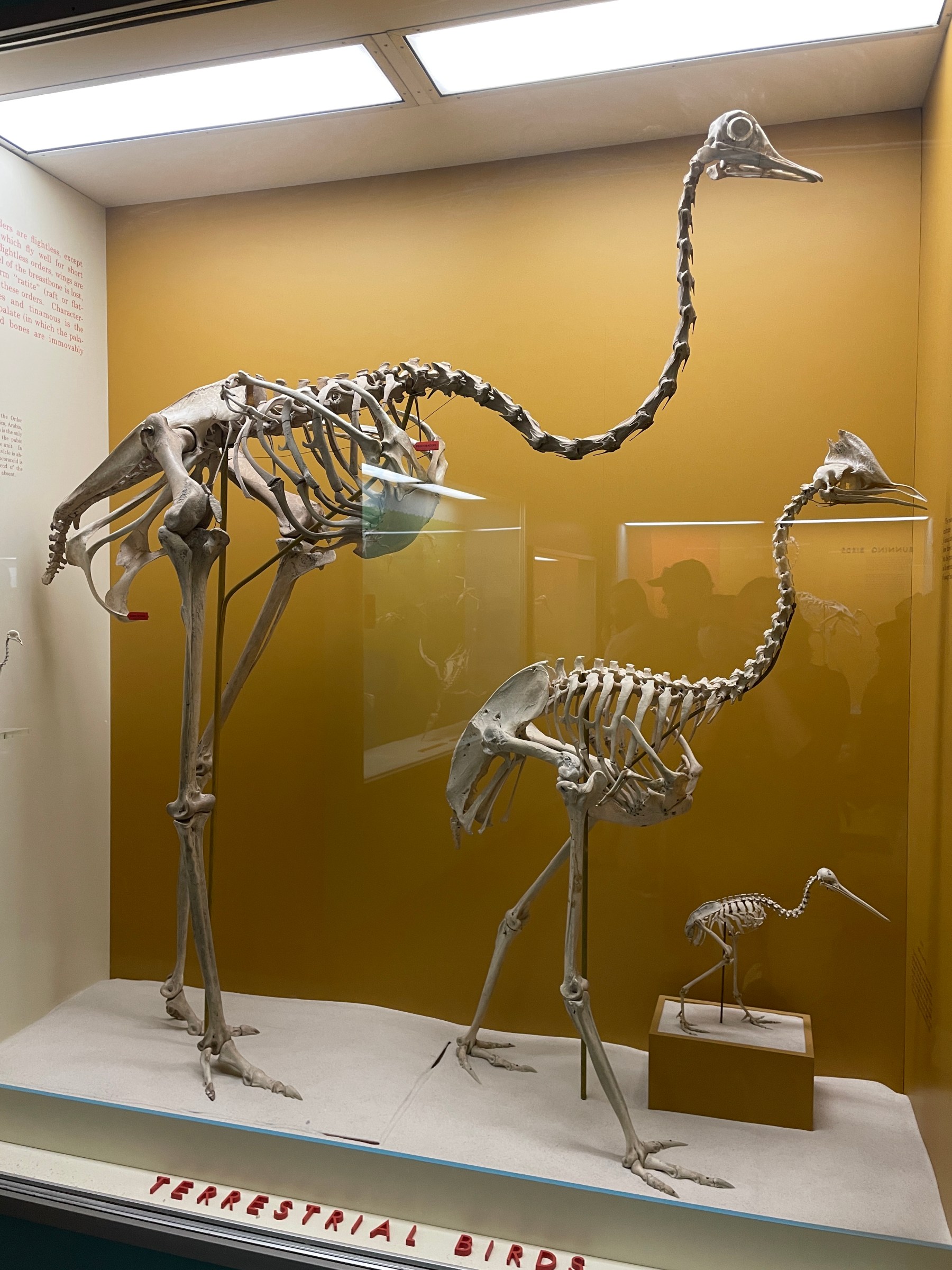 Smithsonian National Museum of Natural History – Adventures of the 4 JLs