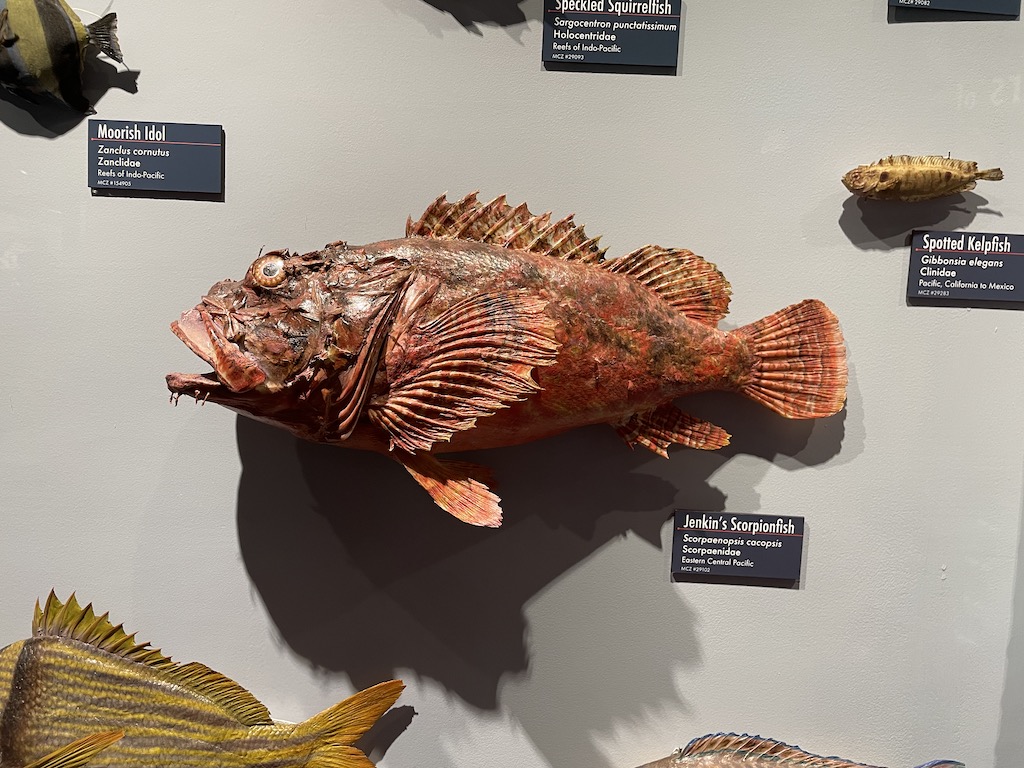 Harvard Museum of Natural History – Adventures of the 4 JLs